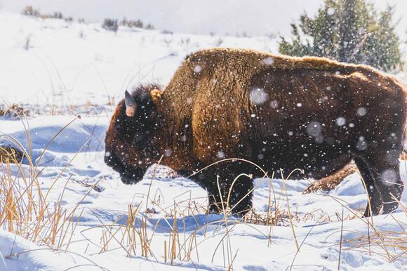 12 Things You Did Not Know About Bison Behavior - NewsBreak