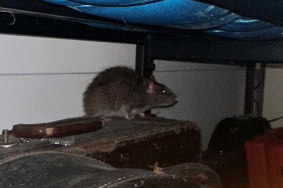 Wet rat winter? How to handle toilet rats after Washington's heavy rain ...