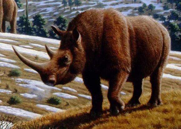Woolly Rhino: The Forgotten Horned Beast of the Frozen Tundra - NewsBreak