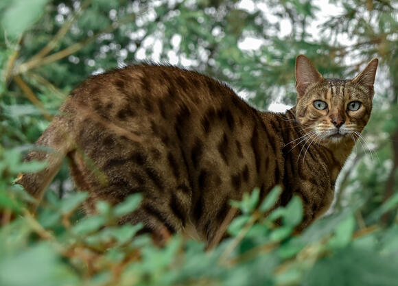 10 Cat Breeds That Are Way Smarter Than You Think - NewsBreak