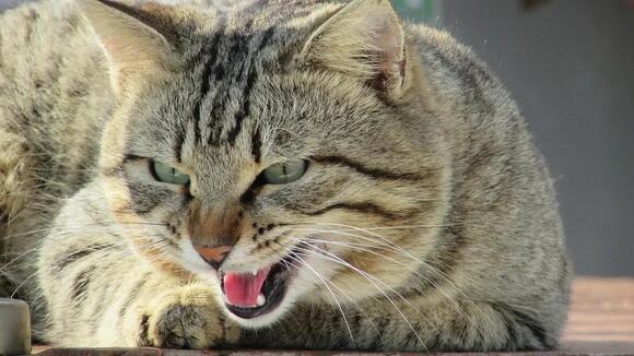 8 Cat Behaviors That Mean They’re Trying to Warn You About Danger ...