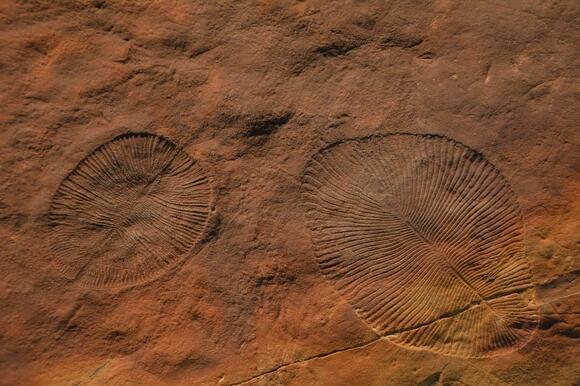 Fossilized Raindrops Offer Clues About Earth’s Early Atmosphere - NewsBreak