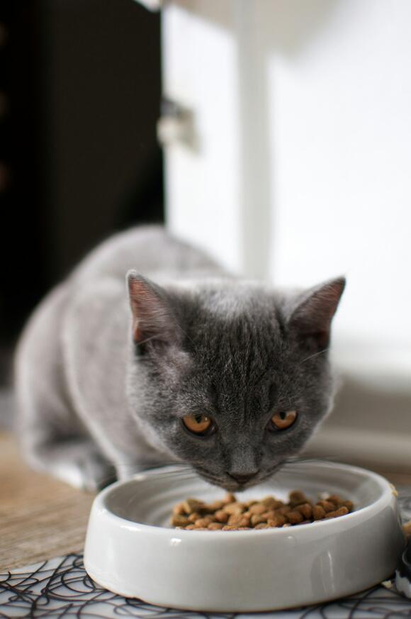 10 Daily Routines That Help Bond With Sensitive Cats - NewsBreak