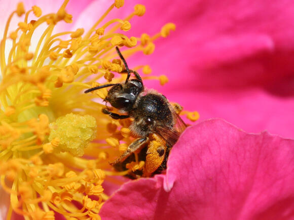 Spring Walks and Seasonal Shifts: How Animals and Plants React to the ...
