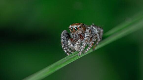 12 Scariest Spiders You Wouldn’t Want to Find in Your House - NewsBreak