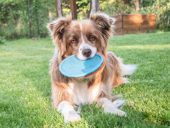 Some dogs can learn the names of hundreds of objects - NewsBreak