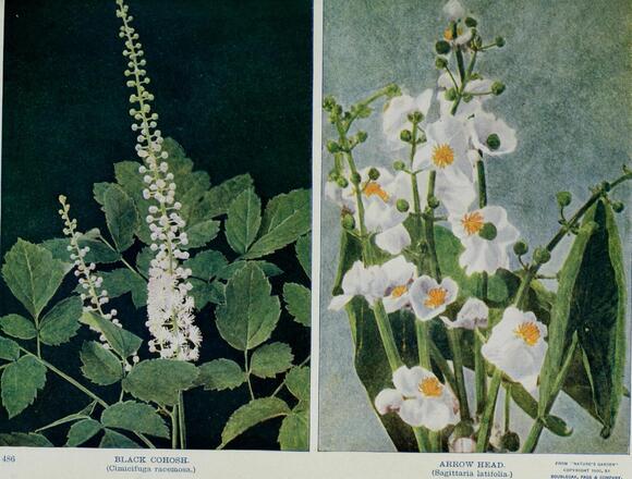 Plants With Power: Medicinal Herbs Still Used by Native American ...