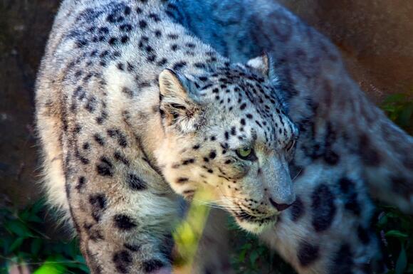 The Last Roar? What Snow Leopards Are Teaching Us About Disappearing ...
