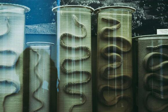 Why Some Snakes Have Heat Vision and How They Use It to Hunt - NewsBreak
