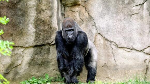 10 Animals That Risked Their Lives to Save Humans - NewsBreak