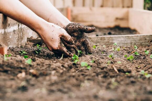 How to Use Ordinary Cardboard to Kill Stubborn Weeds Without Digging ...