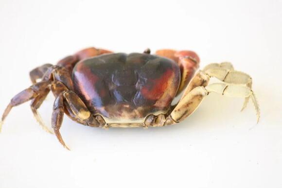 15 Amazing Crabs You’ll Find in the Florida Keys (With Photos) - NewsBreak