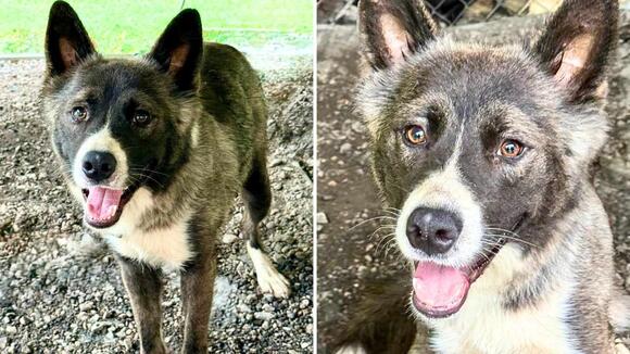 2-Year-Old Pup Ready For Her Turn to Be Spoiled After Life as Stray ...