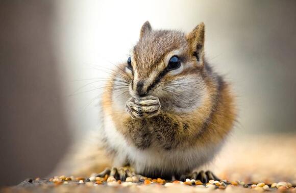 10 Animals That Signal Spring Has Arrived in America - NewsBreak