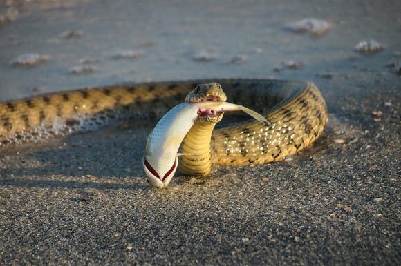 11 Snake Conservation Efforts Impacted by Climate Change - NewsBreak