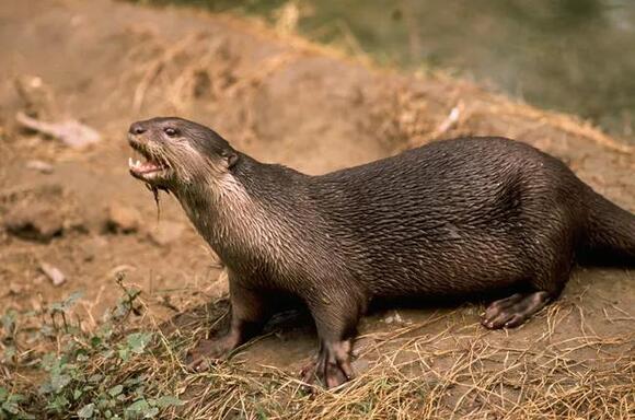 Person Hospitalized After Alleged River Otter Bite At Florida Island ...