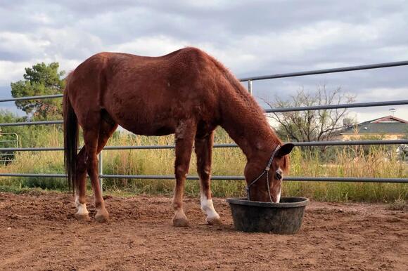 What Arizona Horse Owners Need To Know About EHV1 Outbreak - NewsBreak