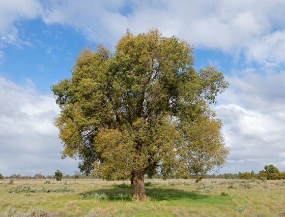 Trees might be doing more for air quality than we thought - NewsBreak