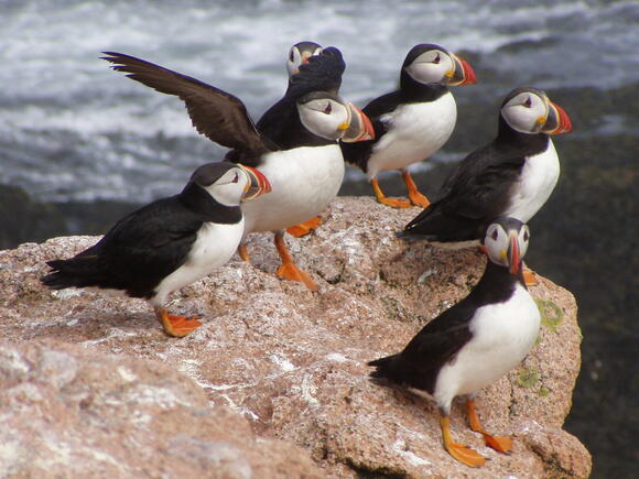 Puffin Day: How Puffins Use Tools and Form Lifelong Bonds - NewsBreak