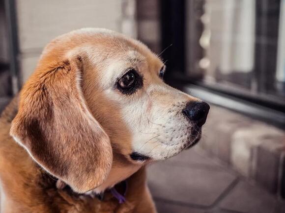 12 Dog Breeds That Sense When You’re Sad and 4 That Have No Idea ...