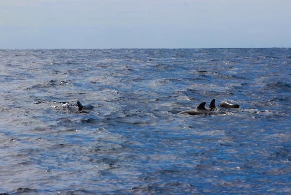 The Science Behind Orca Dialects and Family Bonds - NewsBreak