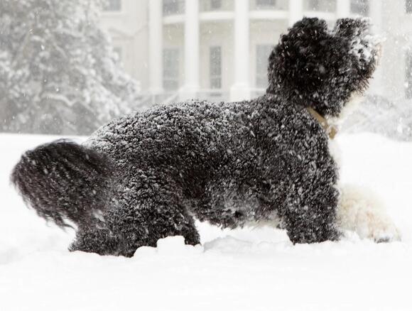 How Cold Winters Threaten Pets in Minnesota - NewsBreak