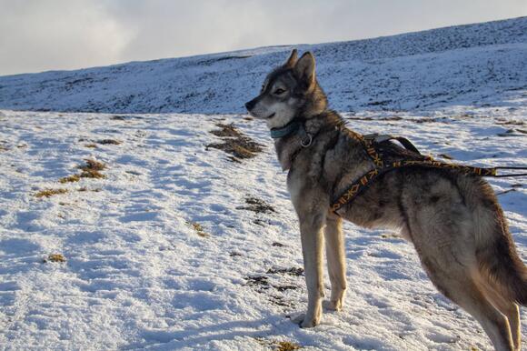 10 US Animal Shelters That Are Revolutionizing Dog Rescue - NewsBreak