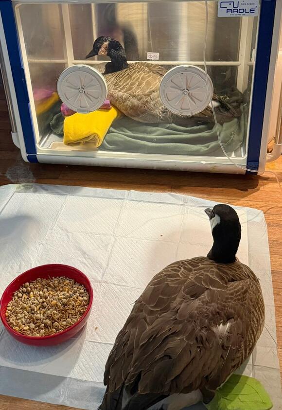 Injured Geese Recover Side by Side in Heartwarming Wildlife Rescue ...