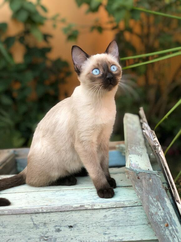 The Most Velcro-Like Cat Breeds That Stick by Your Side - NewsBreak