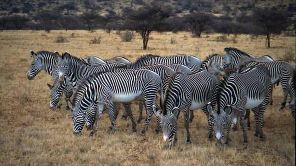 The Lifespan of a Wild Zebra—and What Threatens It - NewsBreak