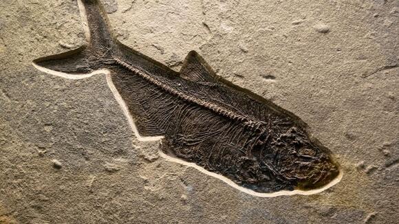 12 Prehistoric Discoveries So Strange That Scientists Initially Refused ...
