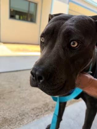 🐶 Playful, Loyal & Loving Dogs Ready for Adoption in Fresno - NewsBreak