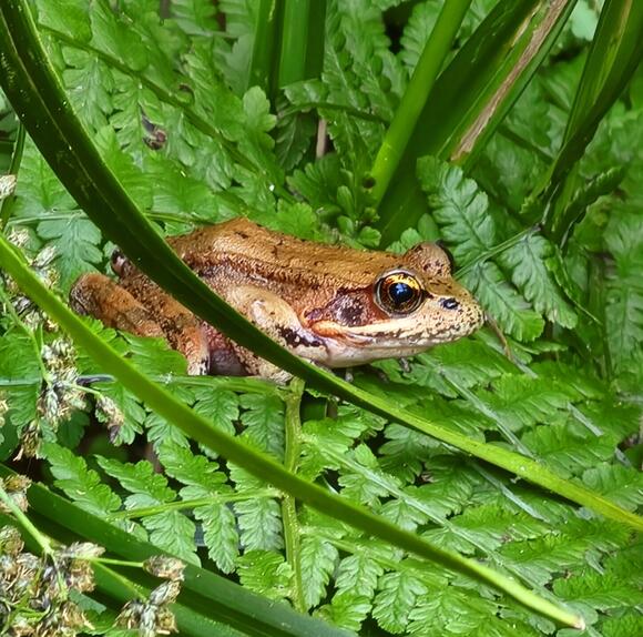 Oregon's first amphibian underpass: Northern red-legged frogs get safe ...