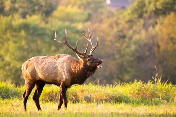 New Wildlife Access Rules In Utah Promise Free Permits For Educational ...