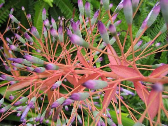 The Evolution of Giant Plants: From Fossils to Modern-Day Redwoods ...
