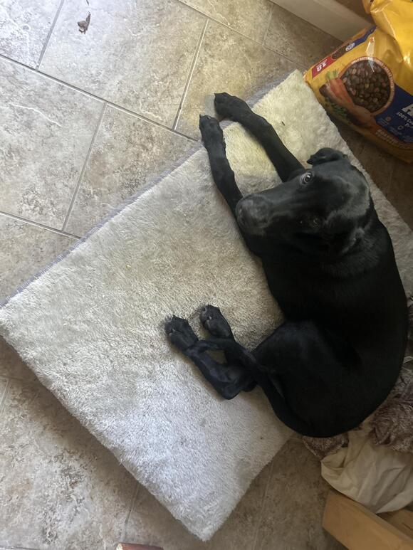 🎁 Freebies Up for Grabs in Ada — From Home Goods to a Loving Pet ...