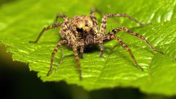 Spiders of the Amazon Rainforest: Fierce and Fascinating - NewsBreak