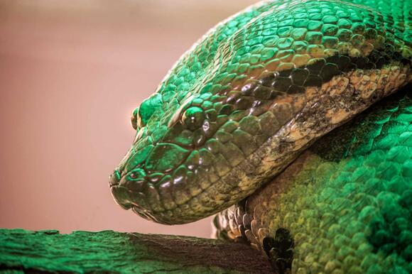 The Largest Predator Ever Found in Freshwater - NewsBreak