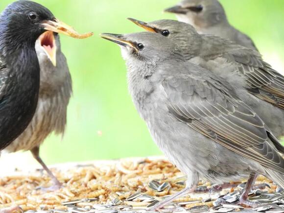 8 Birds With Calls So Strange You’ll Think They’re Not Real - NewsBreak
