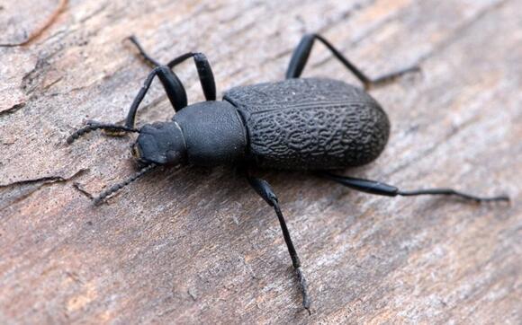 The Insect That Ices Itself - NewsBreak