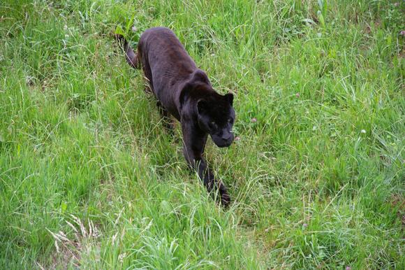 20-Million-Year-Old Mystery: The Prehistoric Cat With No Modern Match ...