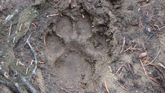 What Makes Wolf Tracks Distinct from Dog or Coyote Prints - NewsBreak