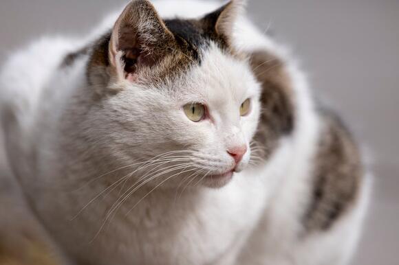 Village Cat Harry Faces Eviction Threat After Shocking Campsite Attack ...
