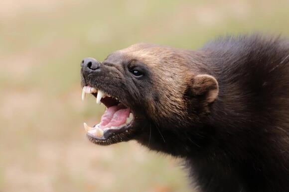 Witness the Wolverine’s Clash with a Wolf - NewsBreak