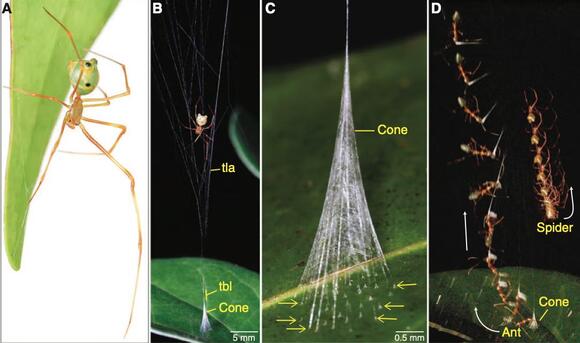 New spider that hunts dangerous ants using a spring-loaded trap ...