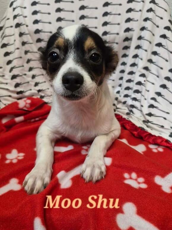 🐶 Sweet Chihuahua Puppies Ready for Adoption in Clinton, SC - NewsBreak