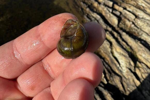Immediately Report This Invasive ‘Mystery’ Snail in the Hudson Valley ...
