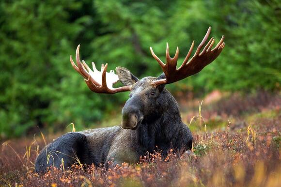 Never Turn Your Back on These 7 Wild Animals – Experts Explain Why ...