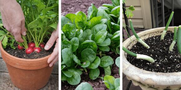 12 Fast-Growing Vegetables You Can Harvest in Under a Month - NewsBreak