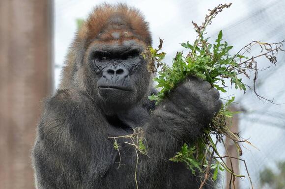Gorilla Reads Emily Brontë’s Wuthering Heights at Lincoln Park Zoo ...